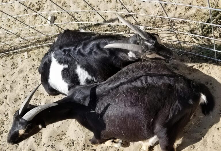 When Should You Use Lutalyse for Goats? - Goat Journal